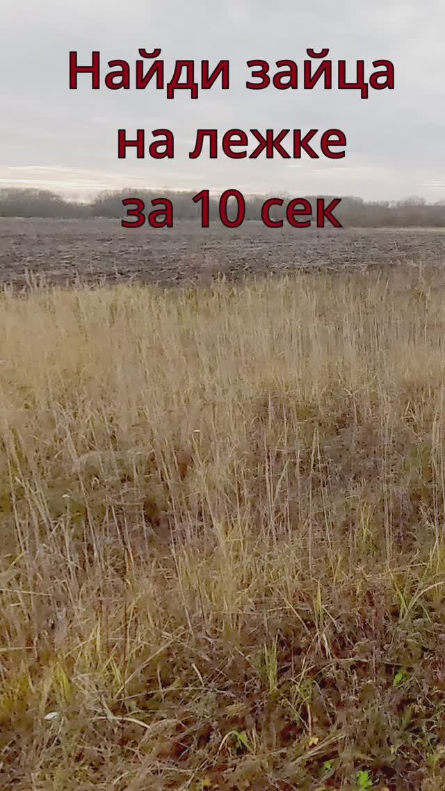 Найди зайца на лежке / Find the hare