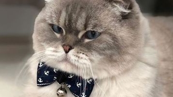 ПОРОДА КОШЕК: Шерстяные Жемчужины: Истории из мира породистых кошек.