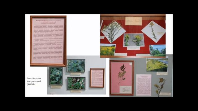 Опыт проведения выставки об инвазионных растениях в Алексинском художественно-краеведческом музее