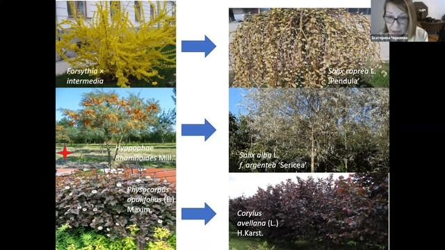 Аллелопатия: предотвращение инвазий в ландшафтном строительстве
