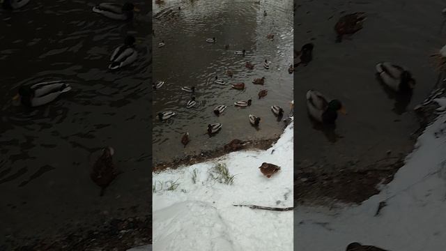 Городские водоплавающие и пернатые птицы!