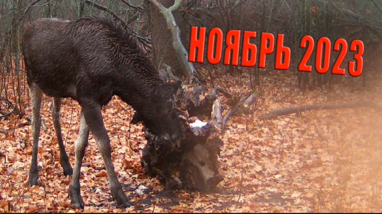 Все видео с фотоловушки за ноябрь 2023