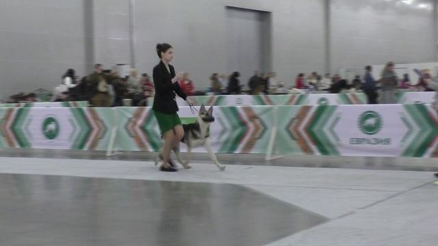 Бойкая Стая Волшебница