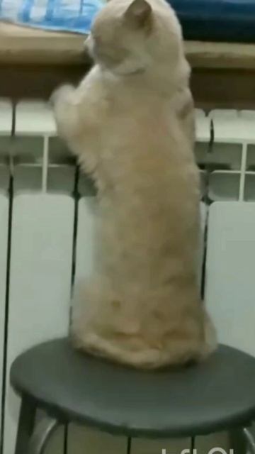 Зашел лапки погреть и уснул