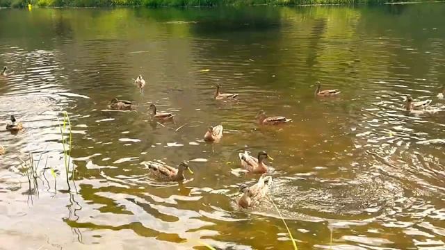 Кряква на реке Клязьма