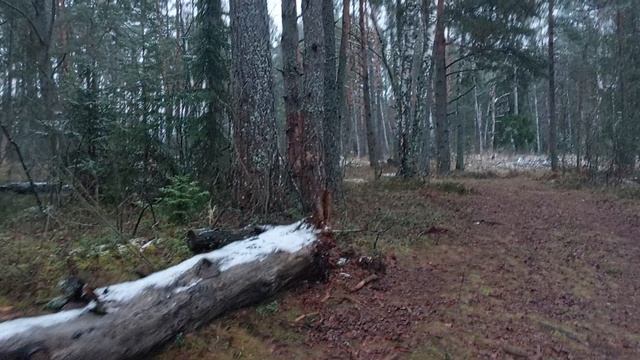 Грибы в ноябре.