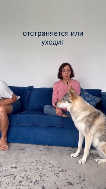 Как понять что собаку били?