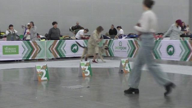 Голджин Челеста