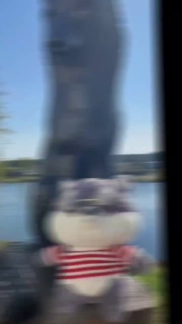 Прогулка кота Василия по набережной Кускова