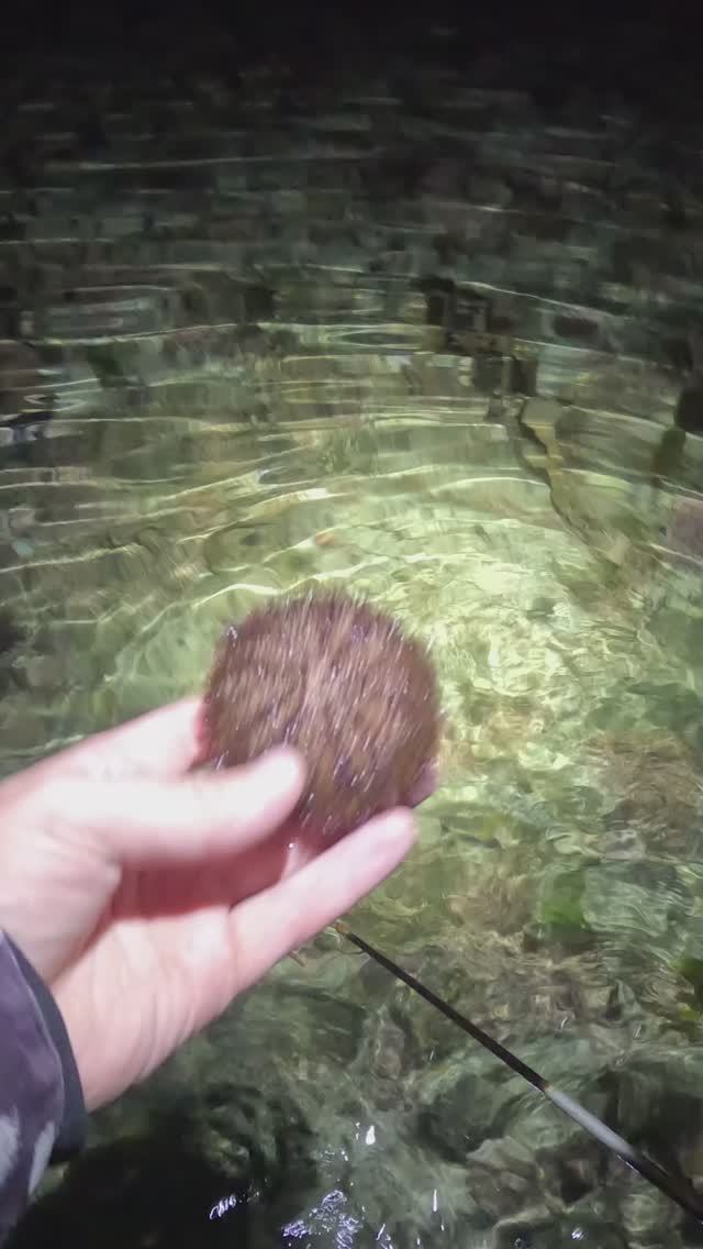 Морской ёж. Сбор морских вкусностей. Ночная вылазка в море.  #сахалин #море  #морепродукты #рыбалка