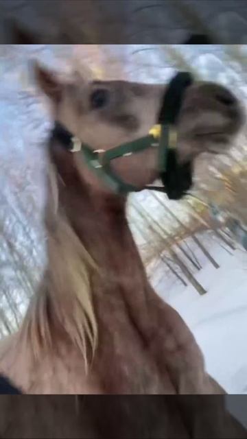 Говорящая лошадь