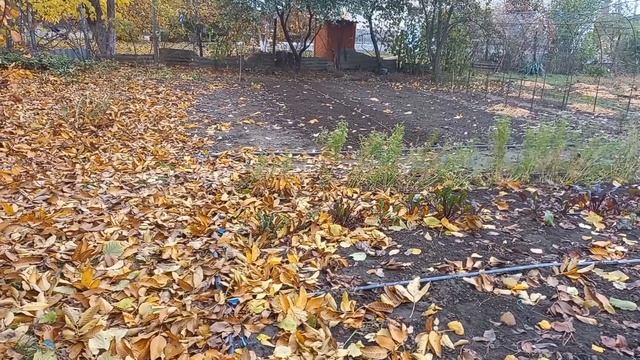 24-11-2025 У нас помощник Груши сажаем