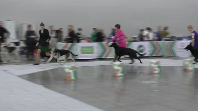 Класс юниоров