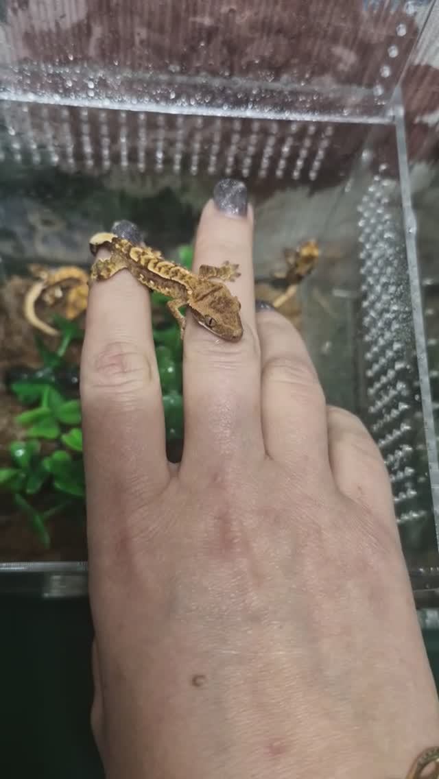 ДЕТИ ГЕККОНЫ