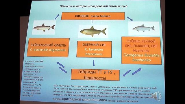 Изучение кишечного микробиома Coregonus fluviatilis Isachenko при оптимизации технологии?выращивания