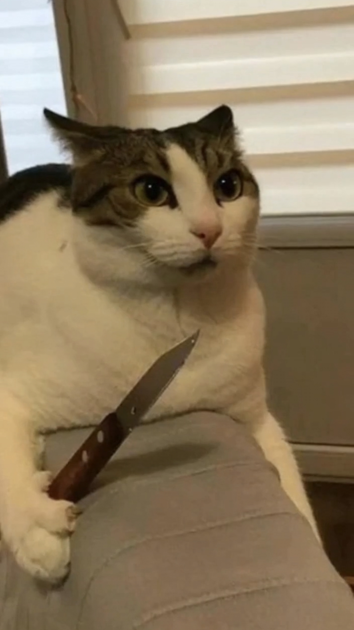 Ты будешь меня кормить?..😾