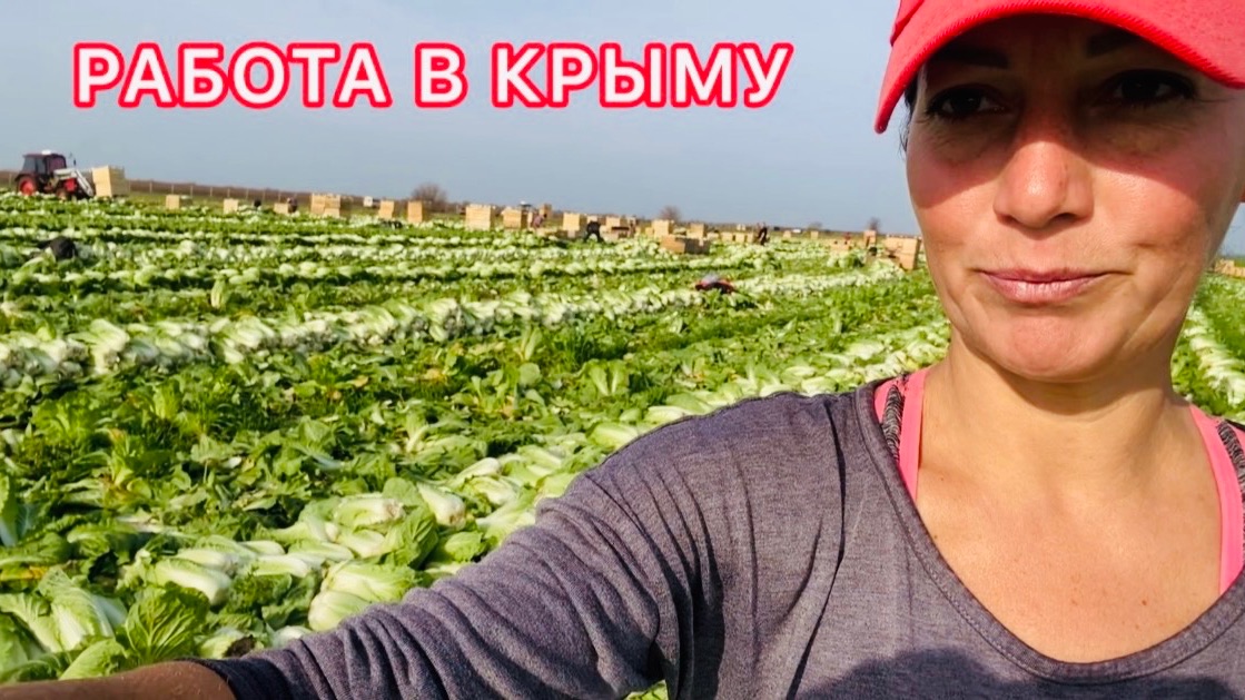 Сбор пекинки / ноябрь 2025