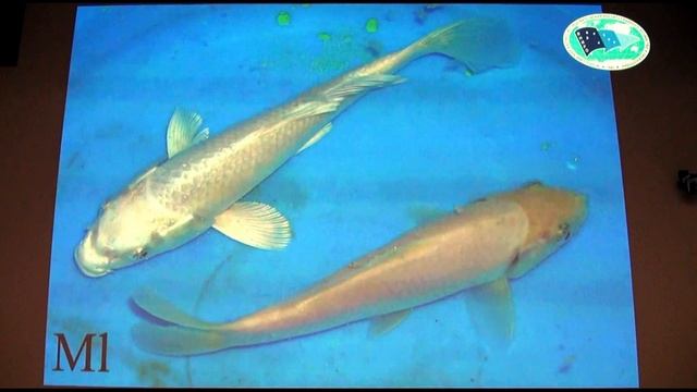 Карпы кои  история культивирования в России, генетика окраски, использование в селекционных работах