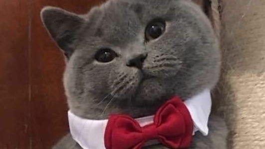 СМЕШНОЕ ВИДЕО : Коты Кошки