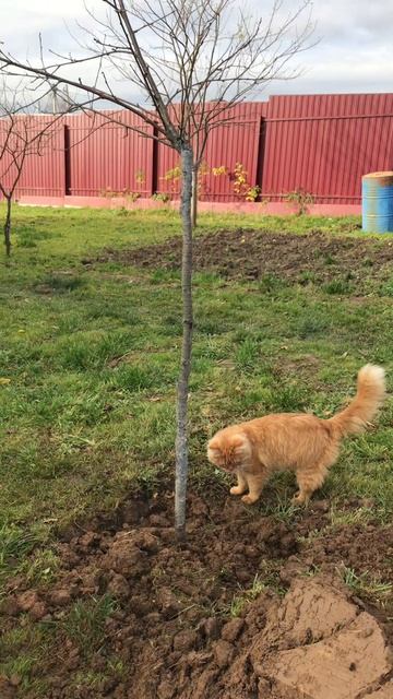 Ричик и Альфушка, как без них, пересадили вишню