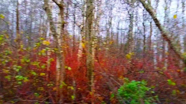 куаутлитеотлЬ - Тэгэлэкамлайелдыз