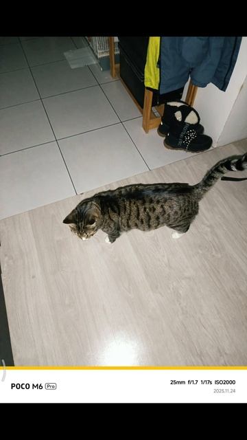 коротышканог