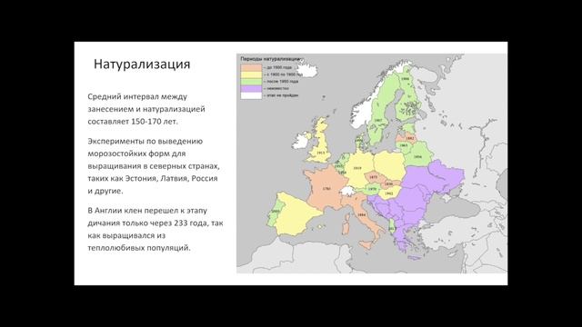 Формирование вторичного ареала Acer negundo в Старом свете