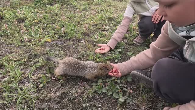 Камчатка с детьми. Часть #13. Милые зверьки Камчатки: ручные евражки, сурки и северные пищухи