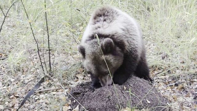Гимназия 45 Комсомольск-на-Амуре