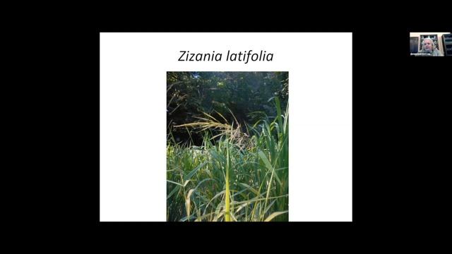 Виды-интродуценты в составе флоры озёрных гидрокомплексов востока Смоленско-Московской возвышенности