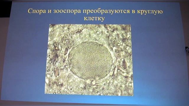 Дермацистоз Юнчис Олег Николаевич