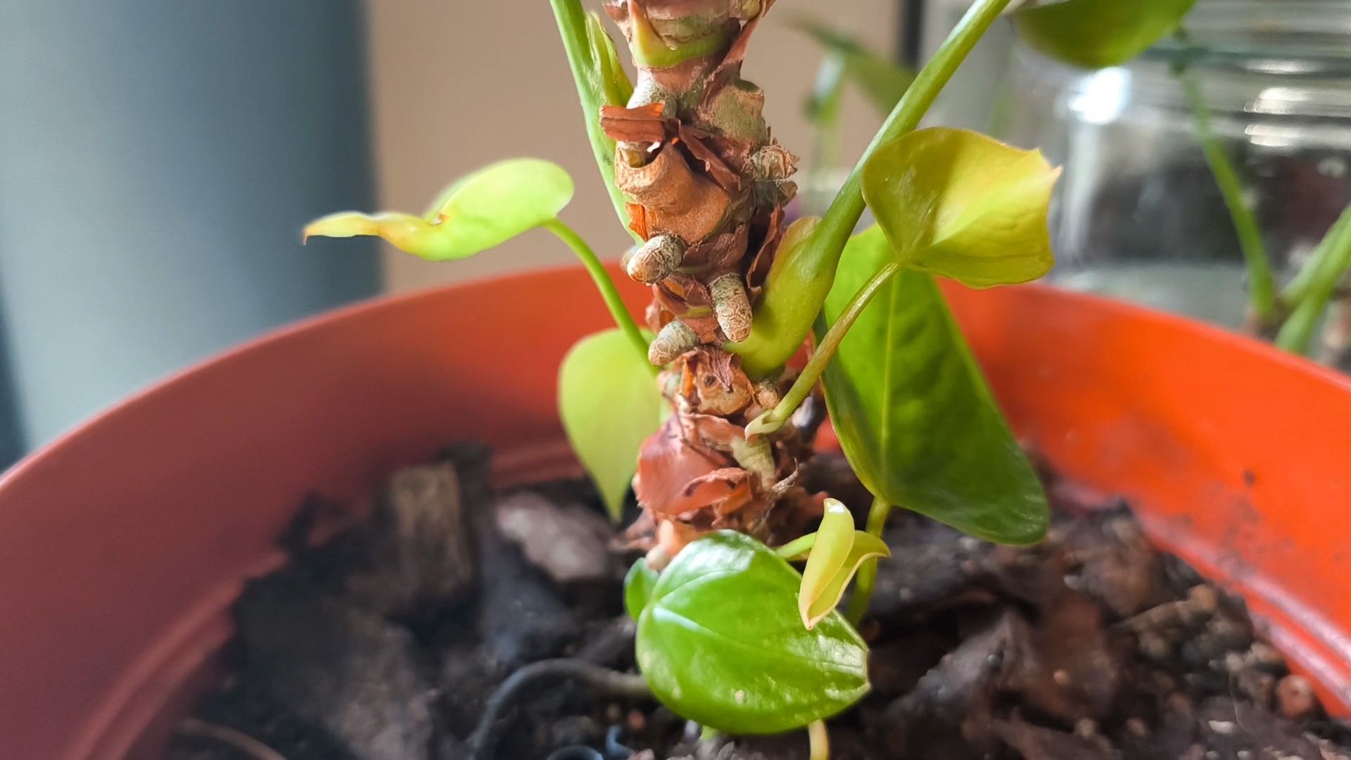 Можно ли черенковать Антуриум, если на нем нет листьев?