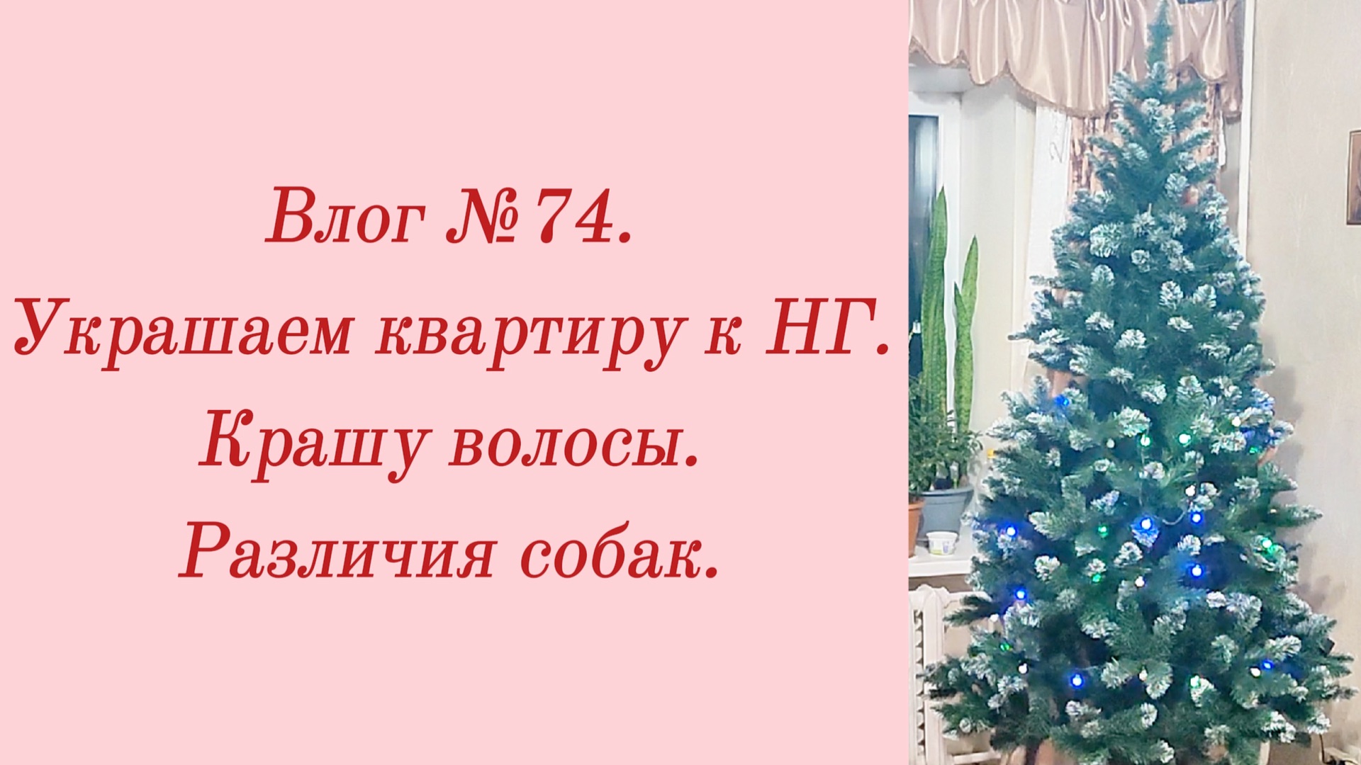 Влог №74. Украшаем квартиру к НГ/ Крашу волосы/ Различия собак. 29 декабря 2024.