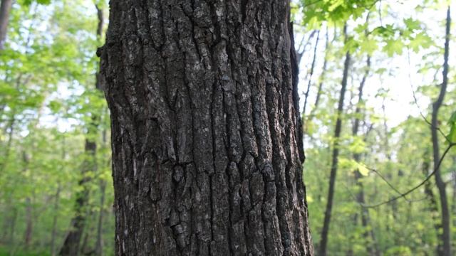 Берегите лес