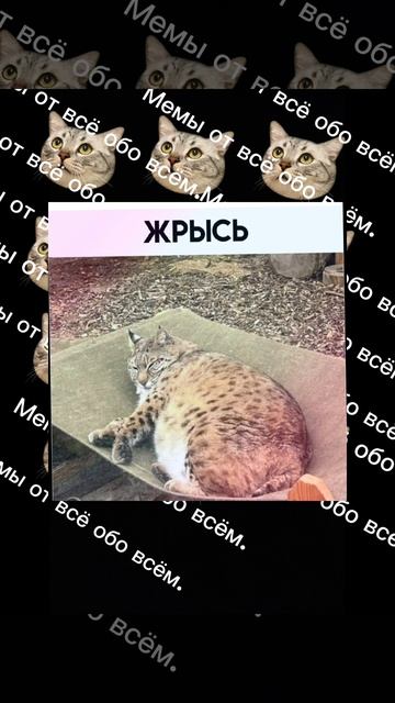 Мемы. Жрысь и Жралось.