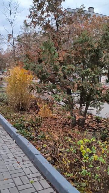 Променад по Белгороду 25.11.25.