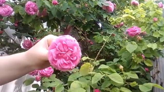 Сбор эфиромасличной  розы и обзор куста.