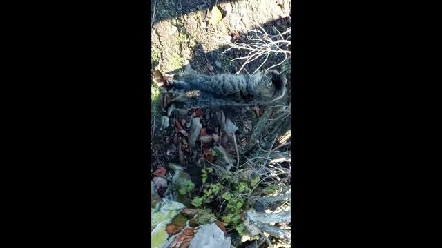 Кот на солнышке чешет носик. Сельская жизнь.