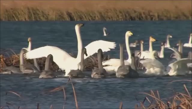 Взгляни, Христе...Симон Безкровный.