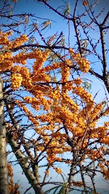 Облепиха на ветках