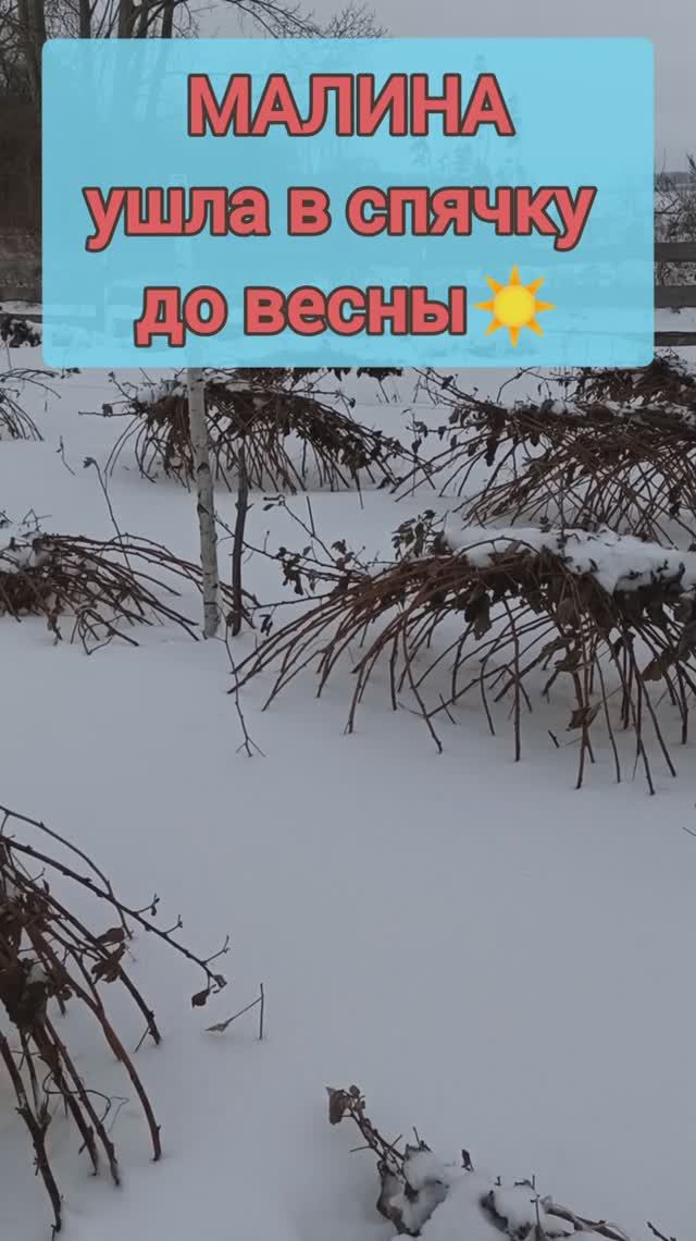 Спящая малина: шапки снега, барханы и утреннее солнышко — ноябрьская тишина на ферме