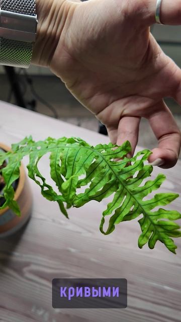 Полиподиум Формозанум на фитильном поливе #комнатныерастения #папоротники #фитильныйполив