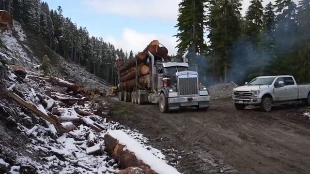 Kenworth W900B возит лес