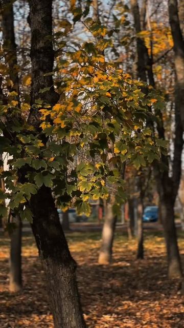 Романтизируем осень в Краснодаре