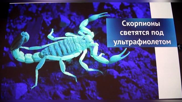 Скорпионы — строение, яд и его действие в книгах и в жизни. Содержание в неволе, разведение Гончаро