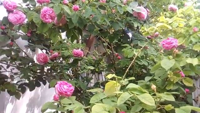 Rose centifolia. Королева аромата.