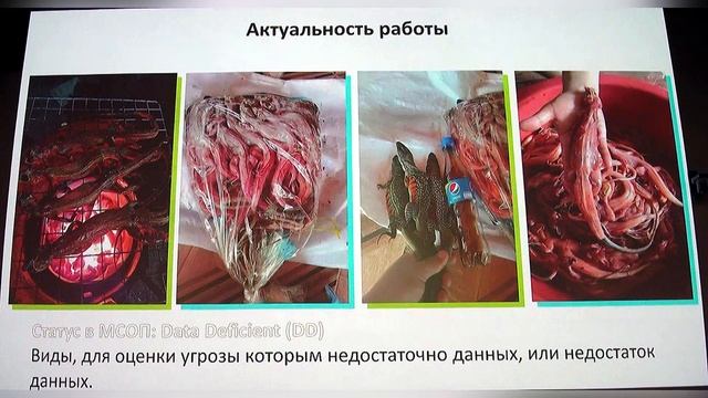 Содержание и разведение алжирской саламандры Salamandra algira splendens (Amphibia, Caudata) в усло