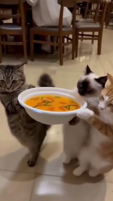 Котики официанты очень милы))) Так стараются...Таким и чаевых не жаль. #нейросеть #коты #смешныекоты