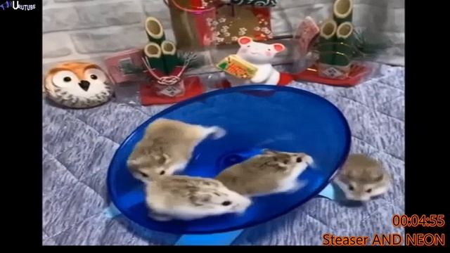 Смешные хомячки