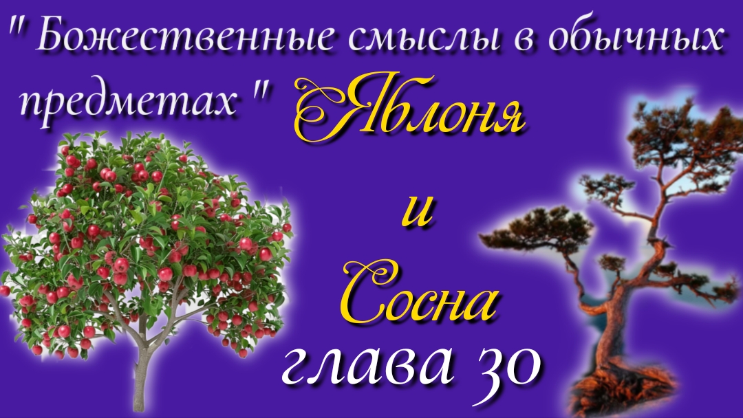 30) Яблоня и Сосна